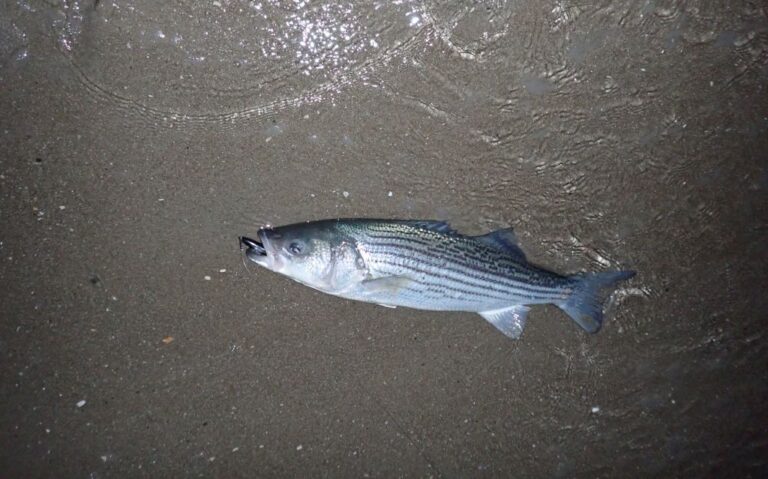2025 Pics – Rocksimpson Surf Fishing